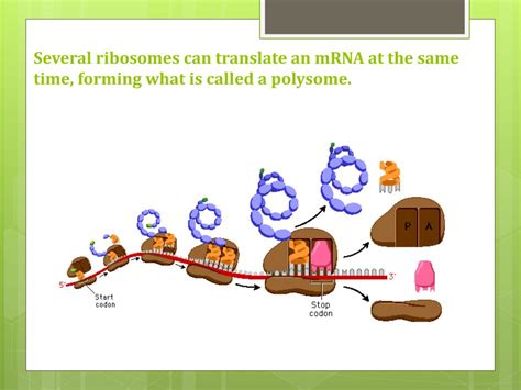 Ppt Dna And Rna Powerpoint Presentation Free Download Id1917449