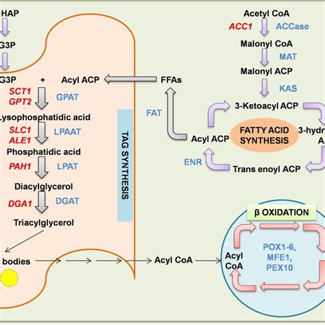 Overview Of The Metabolic Pathways In Oleaginous Microorganisms And The