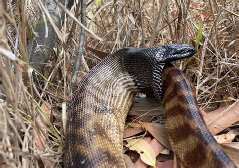 صحنه ترسناک همنوع‌خواری تقلای بی‌فایده برای فرار از آرواره مار پیتون عکس خبرآنلاین