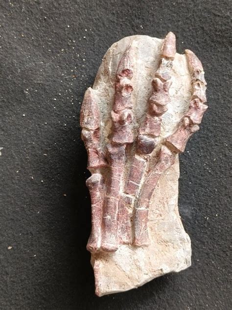 Psittacosaurus Fossil With Excellent Bone Structure Foot Catawiki