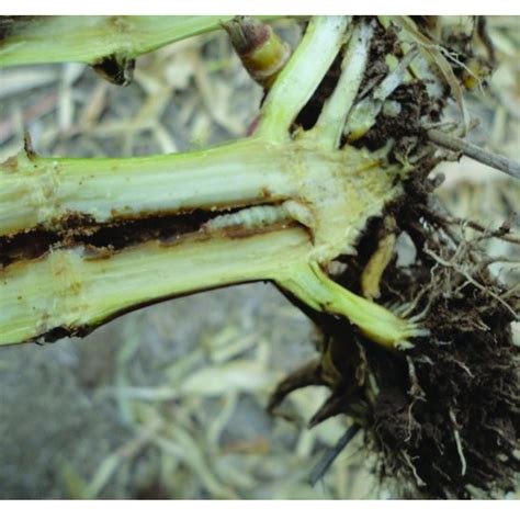 Damage Caused By Diatraea Saccharalis Download Scientific Diagram
