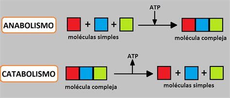Metabolismo