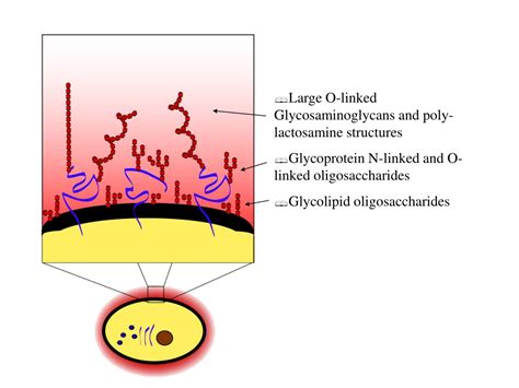 Ppt Glycan Biosynthesis A Comprehensive Overview Powerpoint