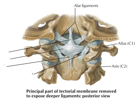Atlanto Occipital Joint
