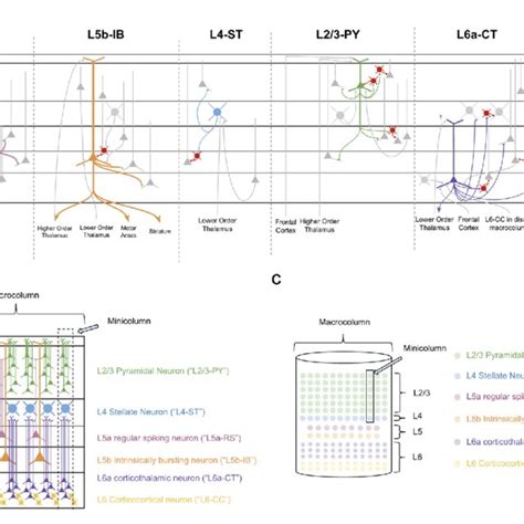 Pdf An Attempt At A Unified Theory Of The Neocortical Microcircuit In