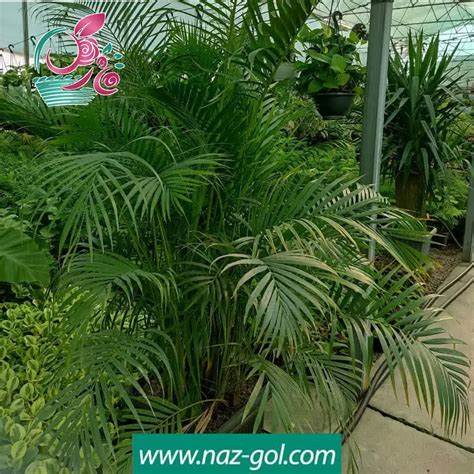 اریکا مجتمع تولیدی گل و گیاه نازگل