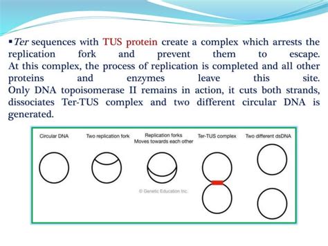 Replication In Prokaryotes Pptx