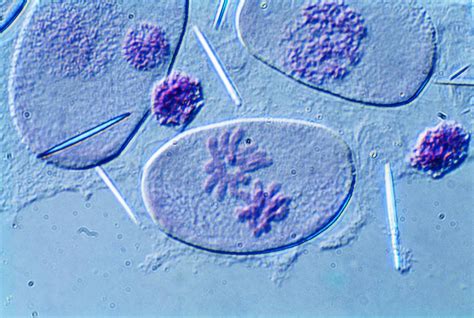 Differential Interference Contrast Dic Leica Science Lab
