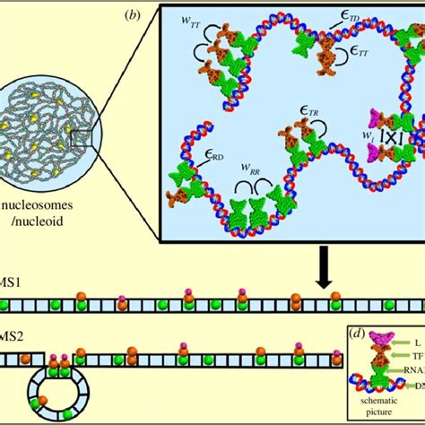 A Schematic View Of The Complex Structure Of Nucleosomesnucleoid Download Scientific
