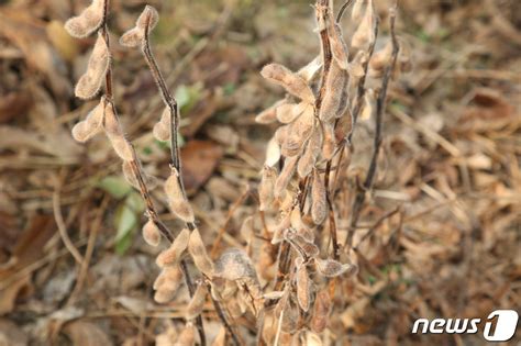 강원농업기술원 자체 개발 콩 ‘대왕2호 보급 확대 나서