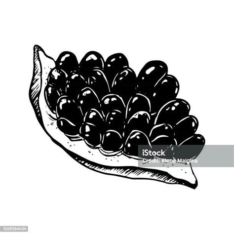 씨앗이 있는 벡터 석류 조각은 흑백 그래픽 그림입니다 유대인 Rosh Hashanah 새해 인사말 디자인을 위한 그래픽 과일 0명에 대한 스톡 벡터 아트 및 기타 이미지