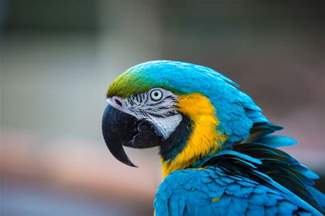 Parrot Free Stock Photo Public Domain Pictures