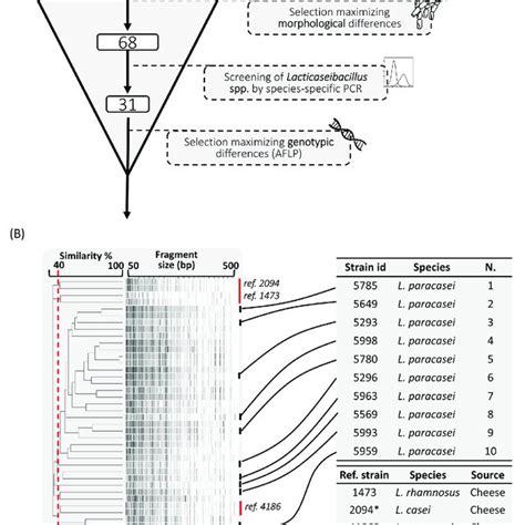 Strains Screening Schematization A Isolation And Selection Of 31 Download Scientific Diagram