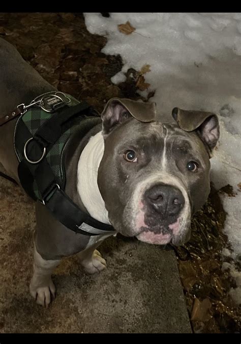 anybody missing their pitbull r spokane