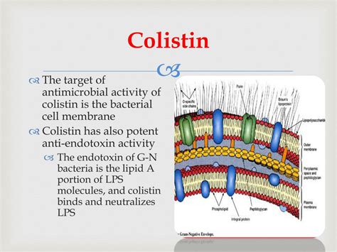 Ppt Colistin In Multi Drug Resistant Bacteria Powerpoint Presentation