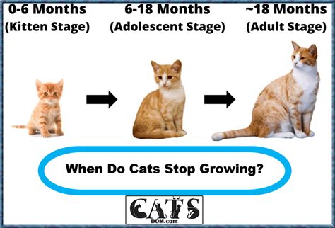 Cat Life Cycle Name At Maria Couch Blog