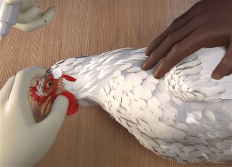 How To Protect Your Chickens From Newcastle Disease In English Usa