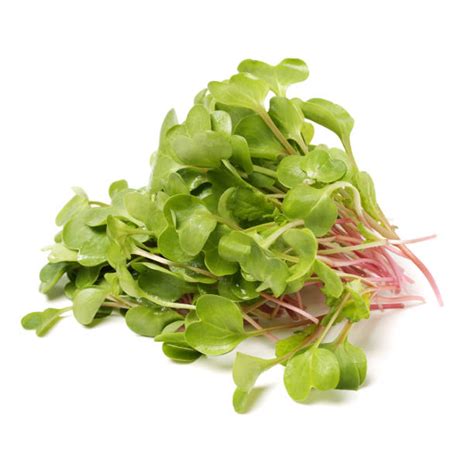 Radish Ruby Stem Simply Fresh Microgreens
