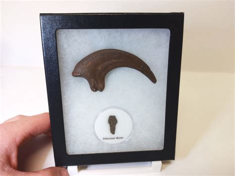 Large Deinonychus Claw Cast — Hell Creek Fossils