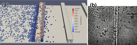 A Simulated Cells Migrating Downstream Over The First Ridge Individual