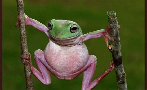 Frogs Business School Mufid Sukkar