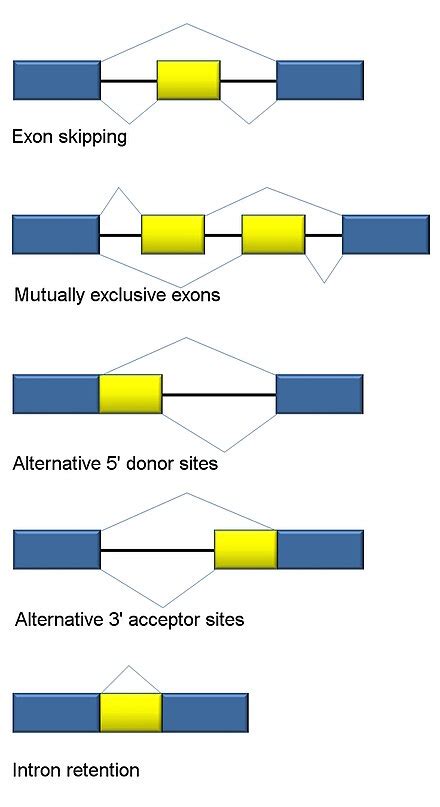 Alternative Splicing Wikipedia