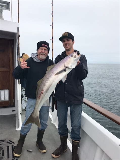 Fish Report White Seabass And Rockfish Limits