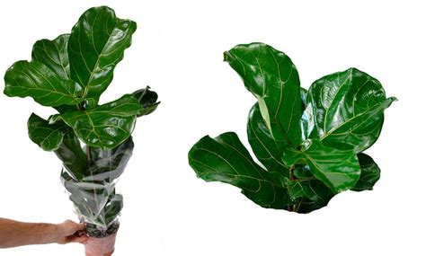 Fycus Lyrata Plant Groupon