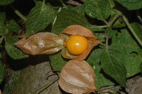 Physalis Peruviana Flickr