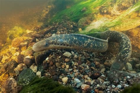 Lamprey Surveys And Research Ecofact