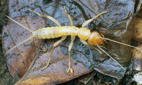 Grylloblattodeatsa Arthropod P450 Enchiridion