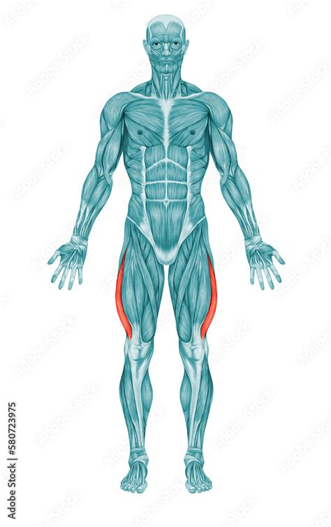 Vastus Lateralis Anatomy Muscles Stock Illustration Adobe Stock