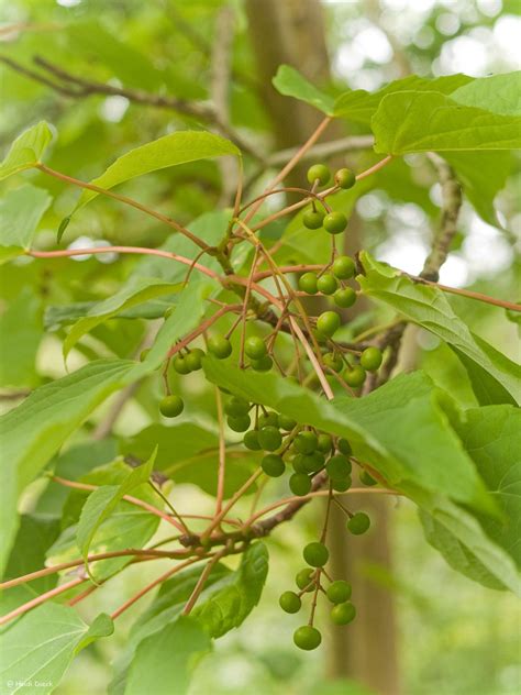 Idesia Polycarpa Herrenkamper Gärten Pflanzenraritäten