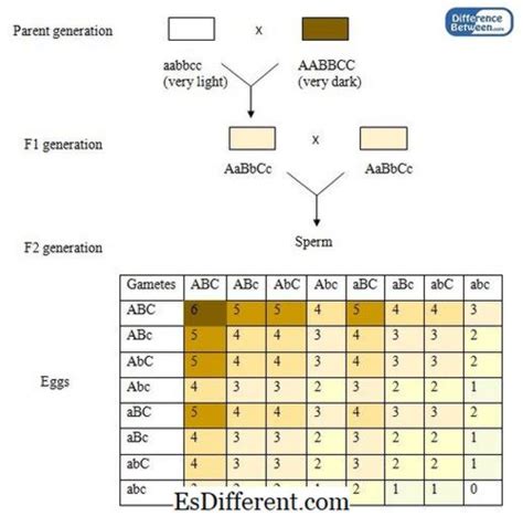Perbedaan Antara Pewarisan Monogenik Dan Poligenik Monogenic Vs Polygenic Inheritance Sains