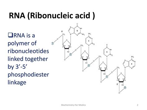 RNA Structure Types And Functions PPTX