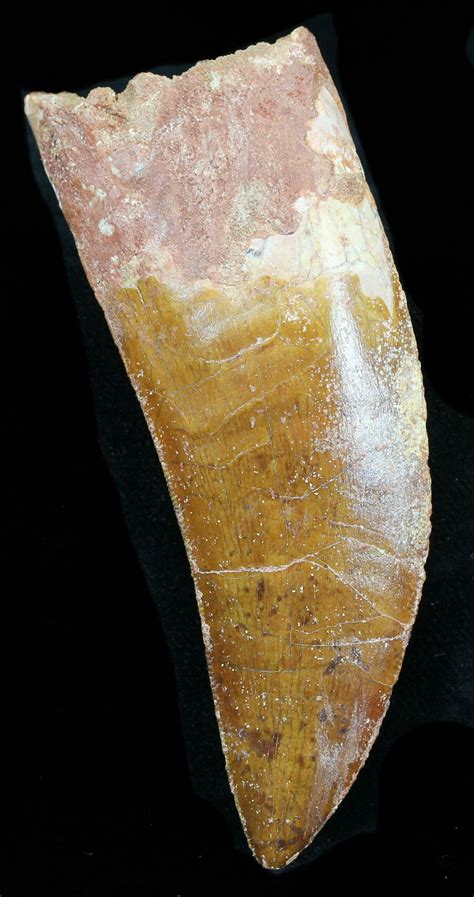Fossil Carcharodontosaurus Teeth For Sale