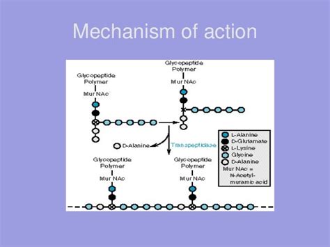 4 Cephalosporins