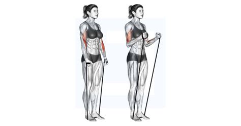 Dumbbell Reverse Wrist Curl Guide Benefits And Form