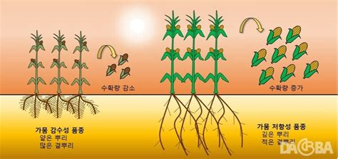 경상국립대 정우식 교수팀 식물 곁뿌리 발달 억제 메커니즘 규명