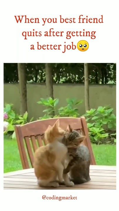when your best friend quits the job😔🙃 friends friendship coders programmers viral shorts