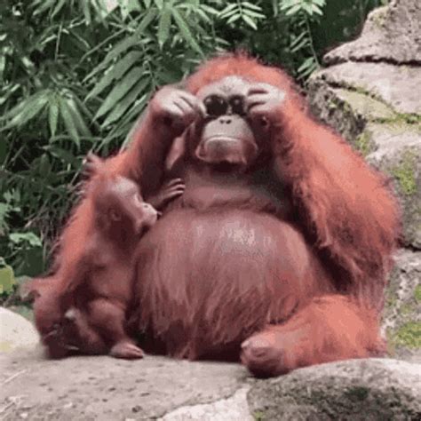 Funny Monkey S
