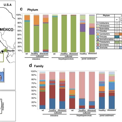 Relative Abundance And Lefse Results Of Enriched Microbiota And