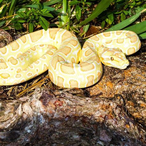 Safari Albino Brumese Python Triple Mountain Model Horses
