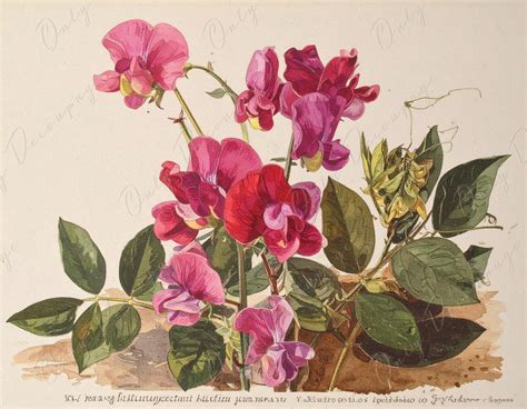 Lathyrus Latifolius Decoupage Paper For Furniture 7 Size Options