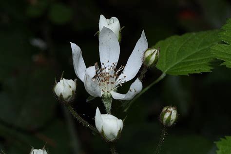 Rubus Ursinus Wikipedia