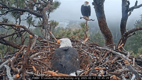 Eagles Friends Of Big Bear Valley