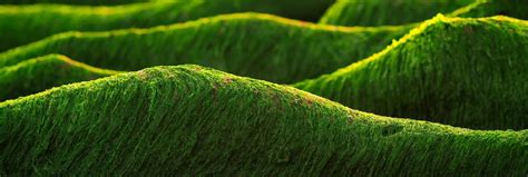 Green Energy Breakthrough South Korean Researchers Pioneer Dakoa