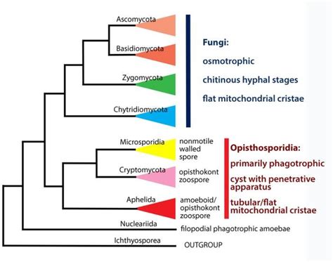 3 Divergent Evolution Of Kingdom Fungi From Their Ancestors