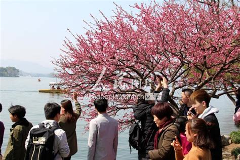 杭州西湖春色醉游人 人民图片网