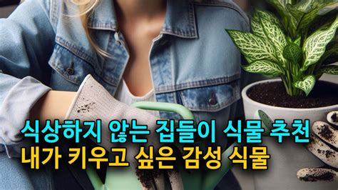 집들이 선물로 좋은 감성을 자극하는 식물을 준비했습니다 선물하기 아까운 내가 키우고 싶은 감성 화분 Youtube